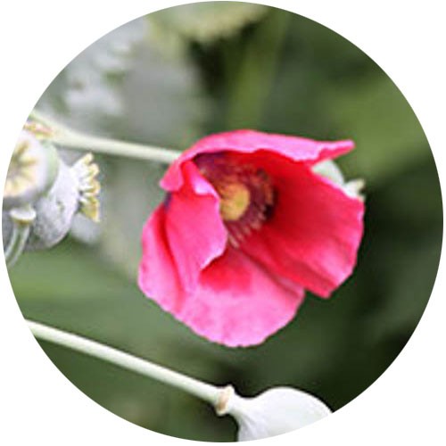 Individuele Opstellingen Archives | Lichtcentrum Amsterdam